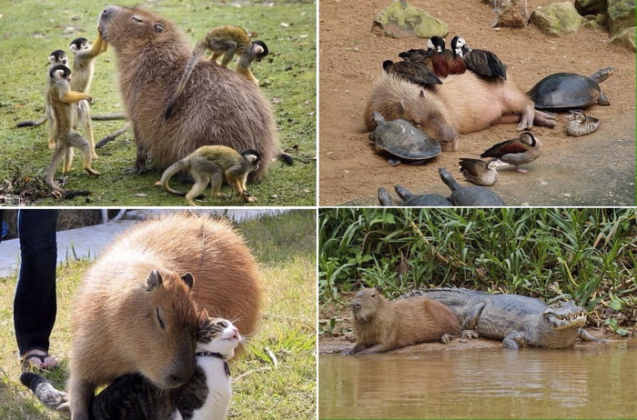 Capybara Monday - 9GAG