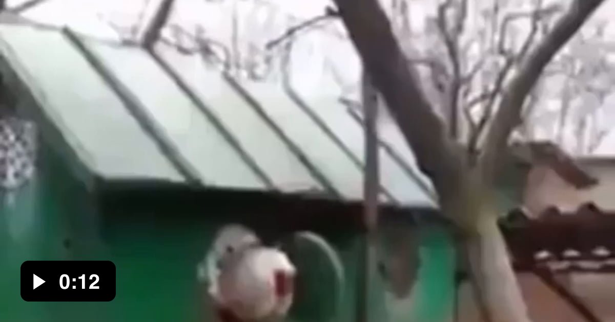A Massive Cock 9gag