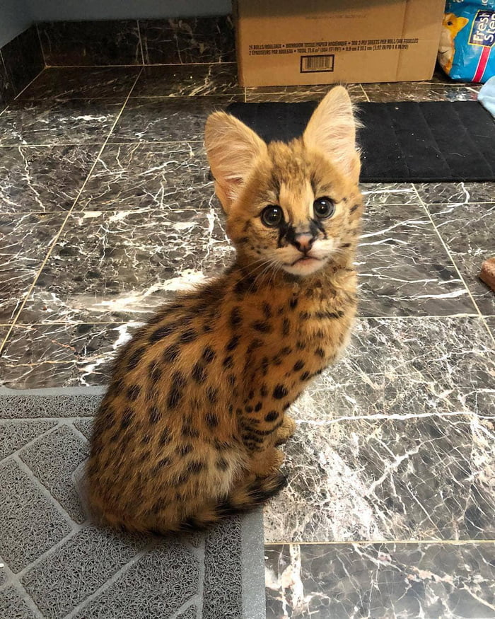 Serval kitten - 9GAG