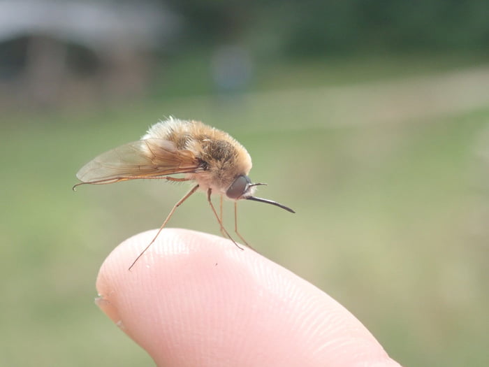 Bombylus. A fly that is disguised as a bee. - 9GAG