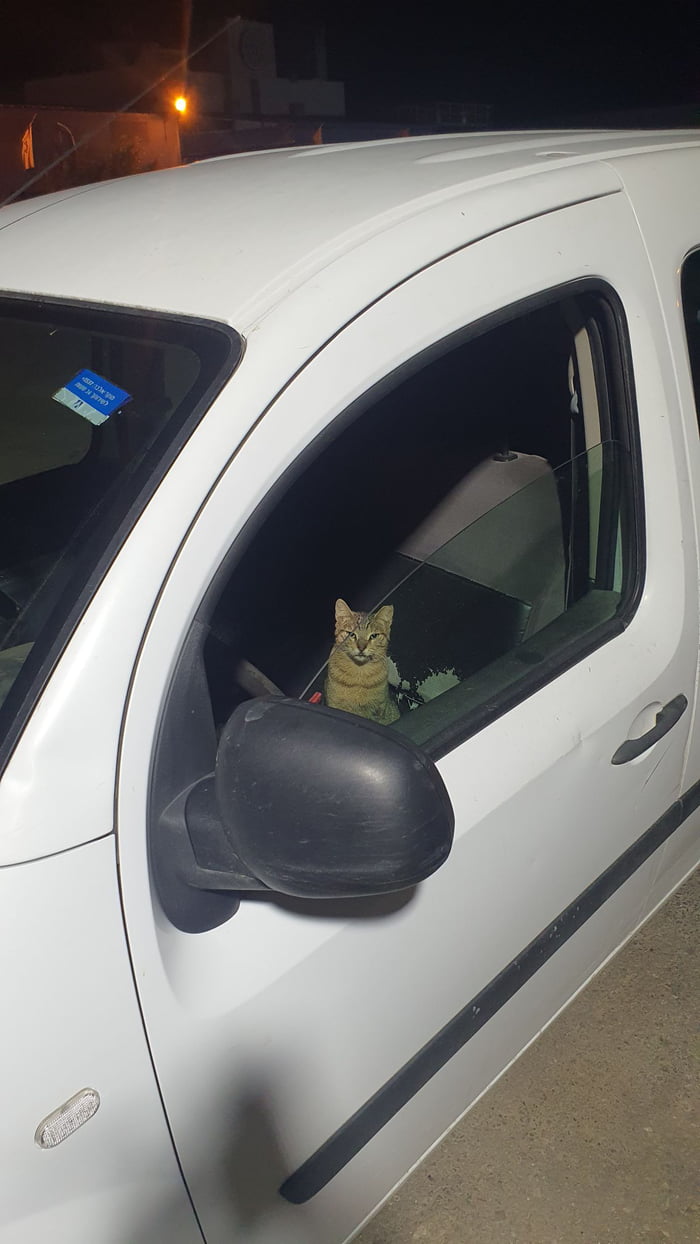 Go to my car and seeing this little guy, I don't have a cat.. - 9GAG