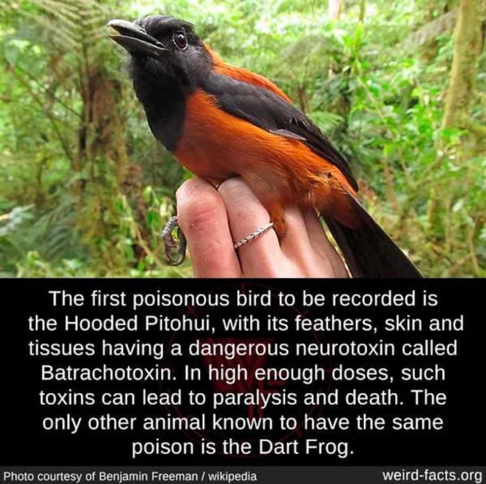 Poisonous Birds - 9GAG