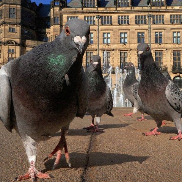 Pigeon gang pigeon gang pigeon gang - 9GAG