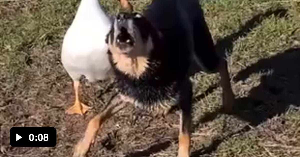 Goose barking at hooman like doge - 9GAG