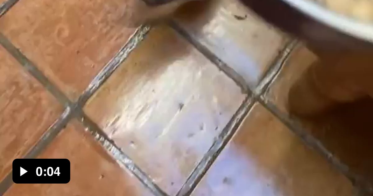 Where can i buy this roomba? - 9GAG