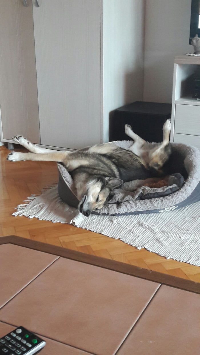 My doge when she sleep - 9GAG