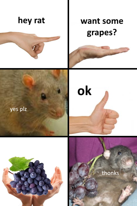 Happy rat - 9GAG
