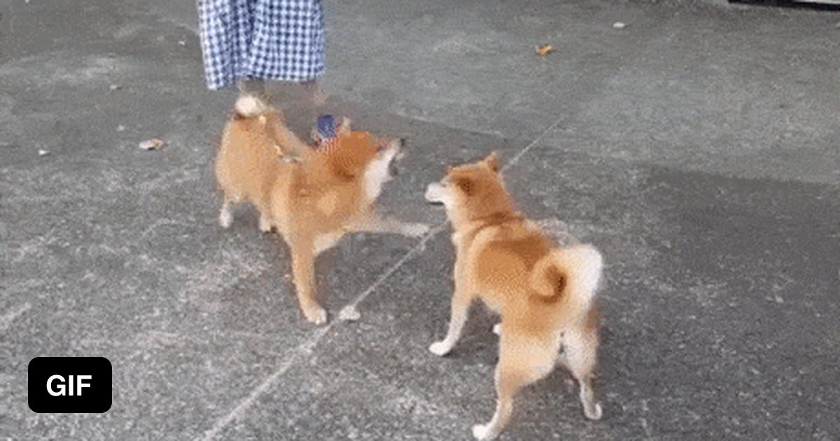 Brutal doge attack - 9GAG