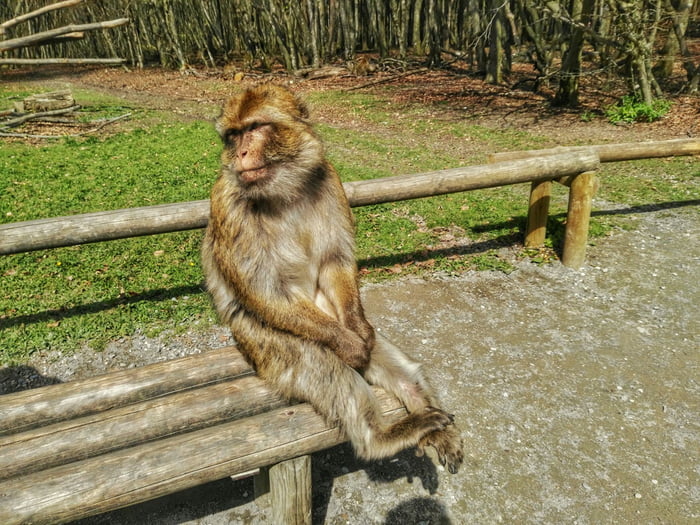 Monkey sitting on bench like hooman - 9GAG