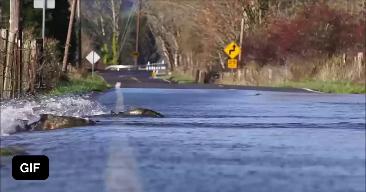 Why did the fish cross the road? - 9GAG