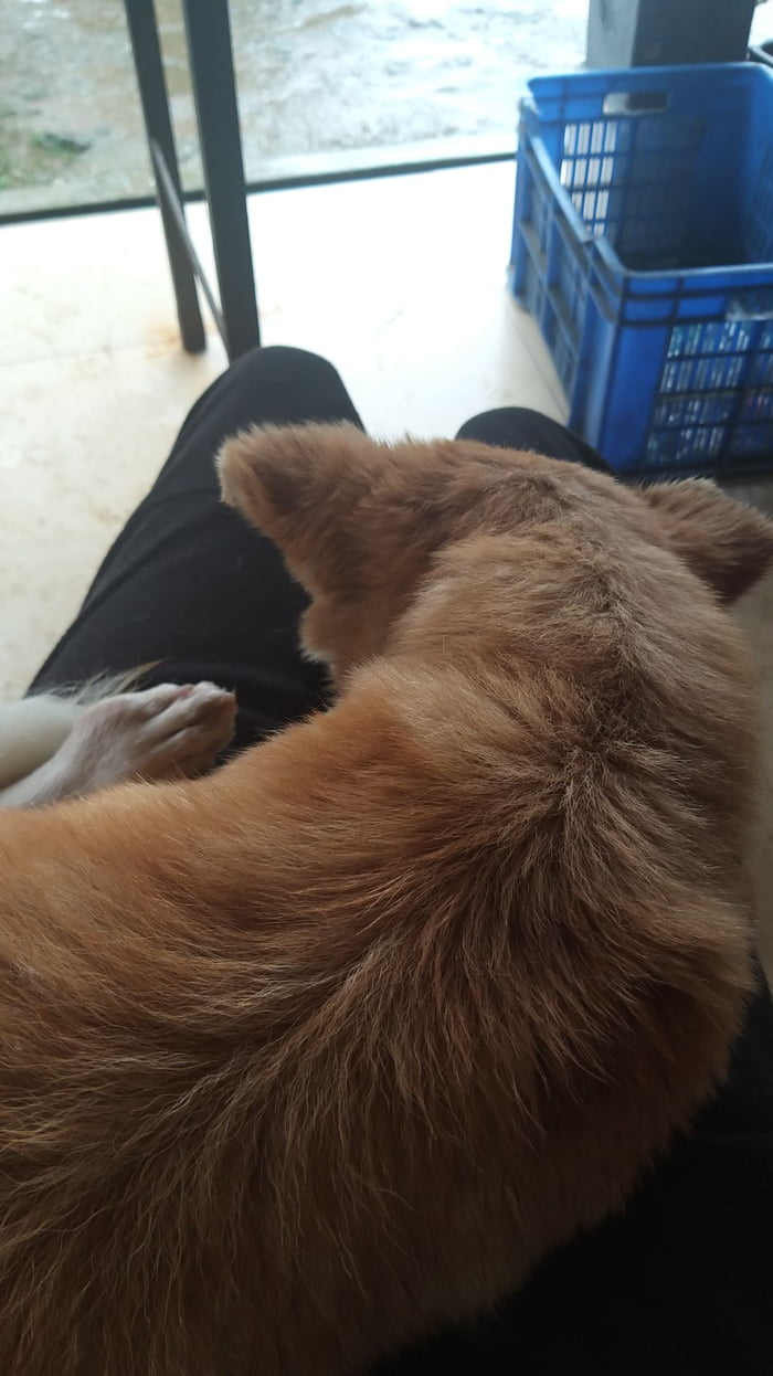 Had gone to the vet for my dog's treatment. This random good boy walked towards me, jumped on my ...