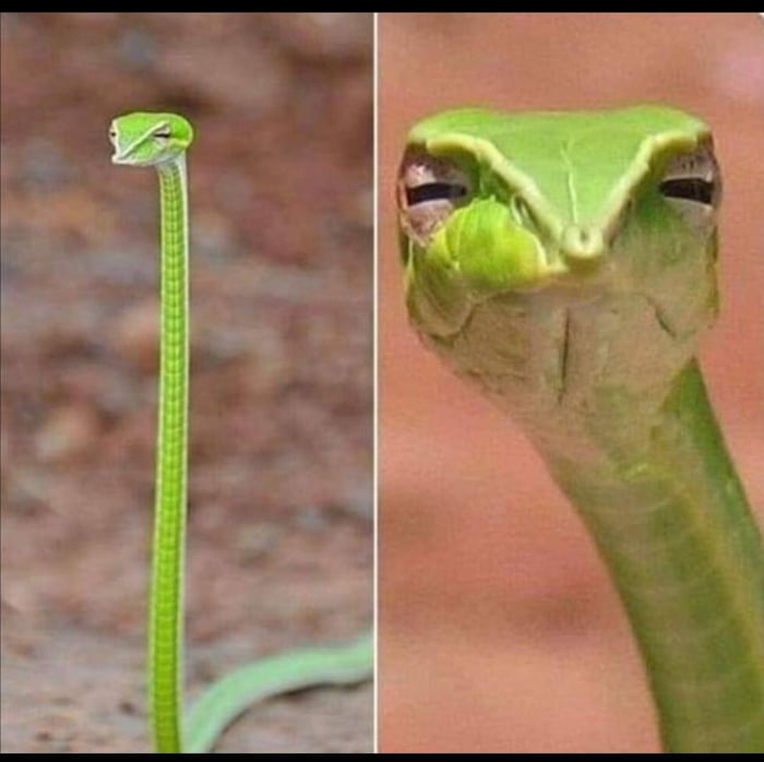Suspicious snake or green Italian hand? - 9GAG