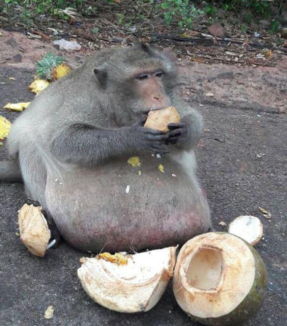 King Monke The Chonk - 9GAG