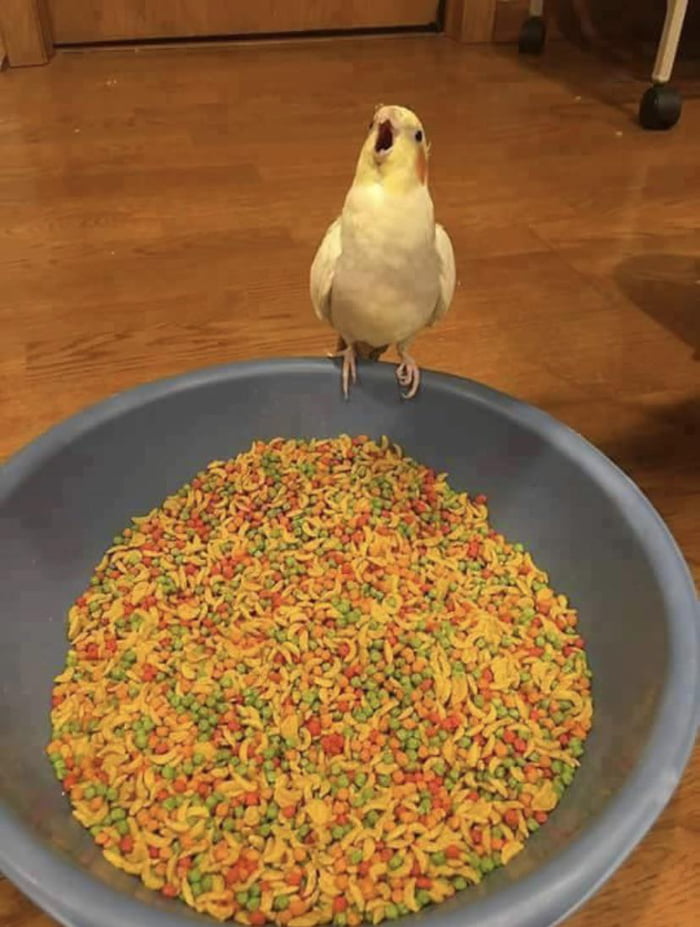 Cute bird gets surprised with a ton of his favorite seed! - 9GAG
