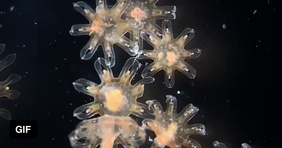 Baby jellyfish under a microscope - 9GAG