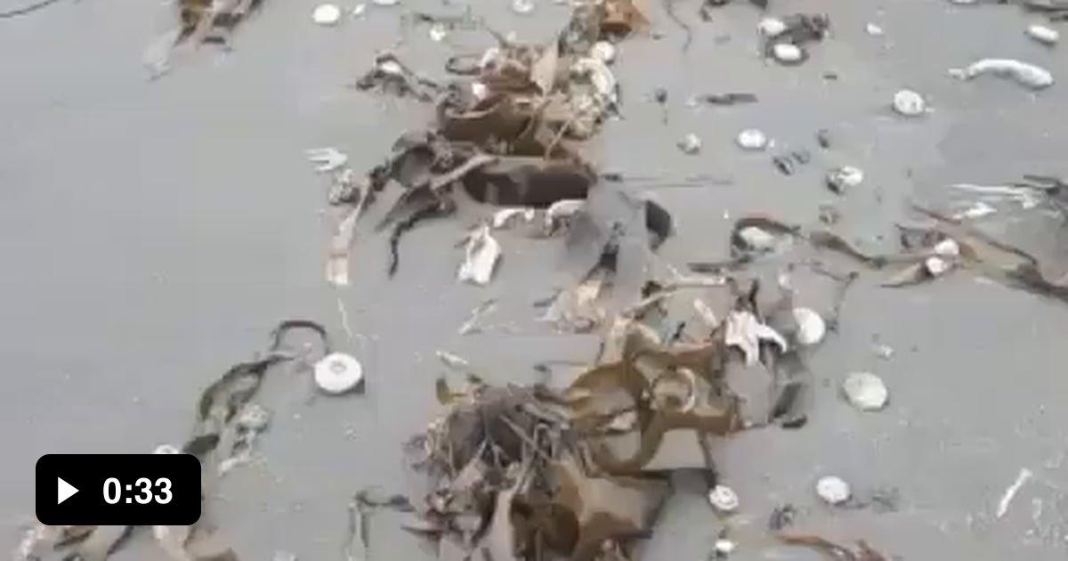 Thousands Pacific Ocean animals are dead due to eco disaster at ...