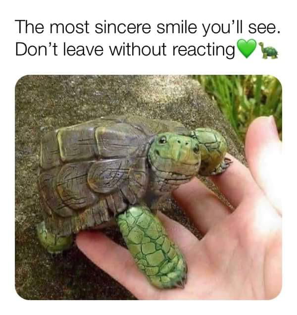 Happy turtle - 9GAG