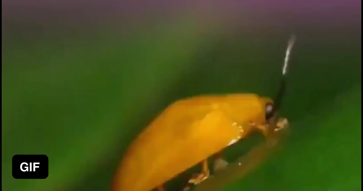 Ruby Gold Tortoise Beetle - 9GAG