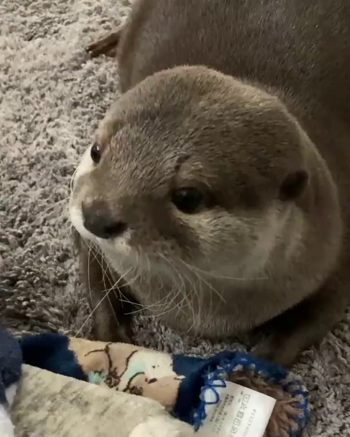 Cute Squeaky Otter - 9GAG
