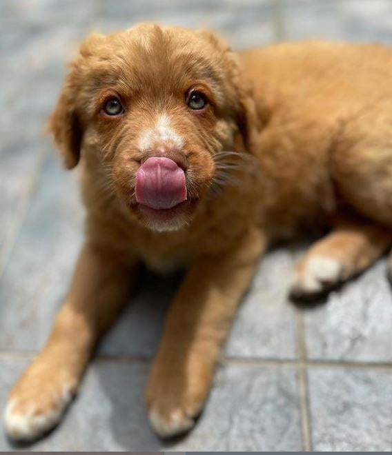 Pretty little dog - 9GAG