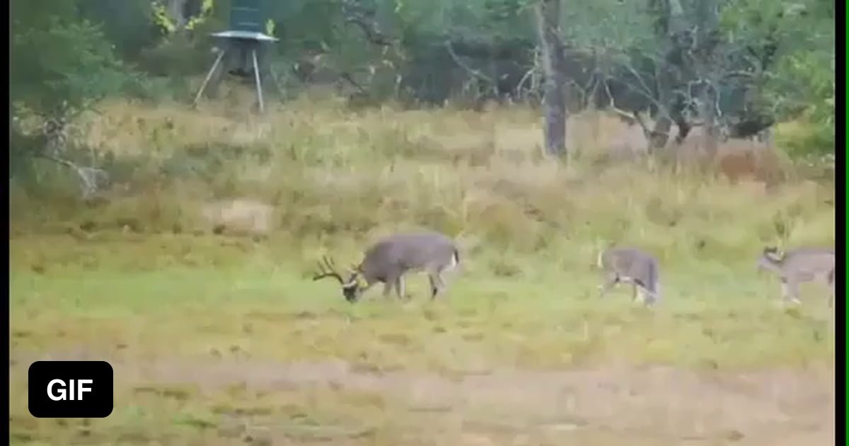 Ramming ram gets rammed (the ram is the jerk) - 9GAG