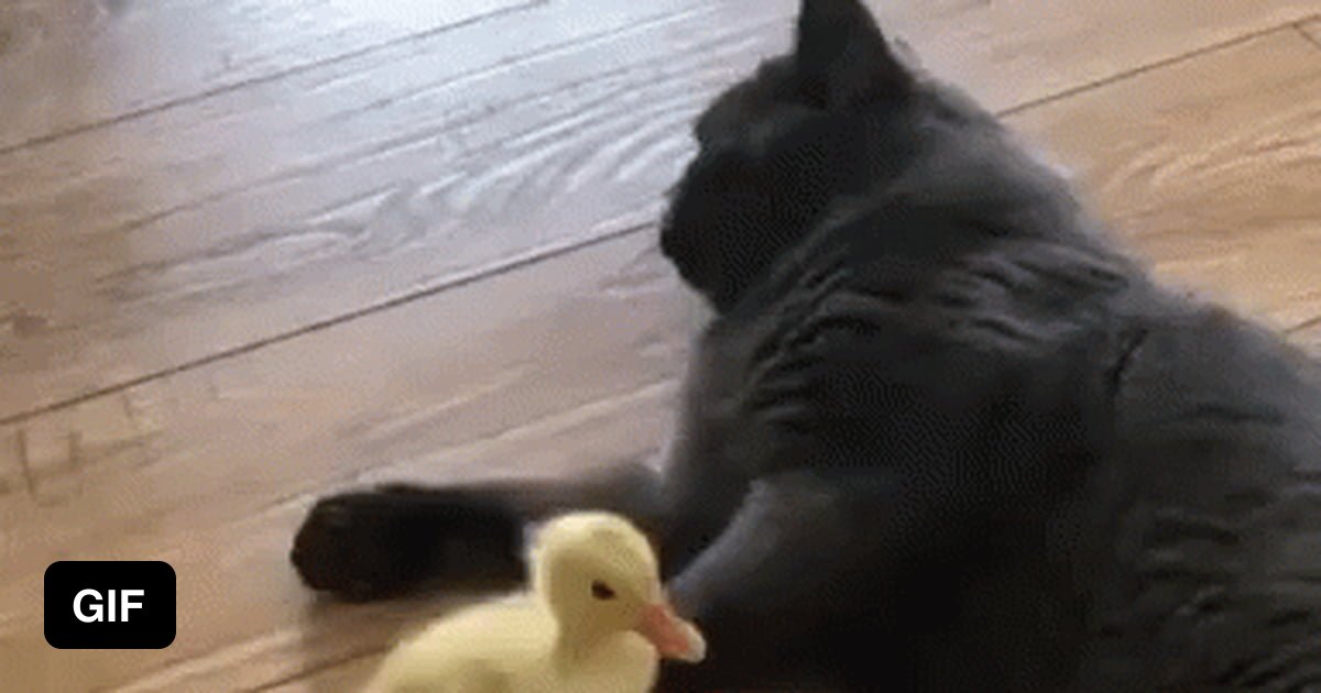 Friendship of duck and cat - 9GAG