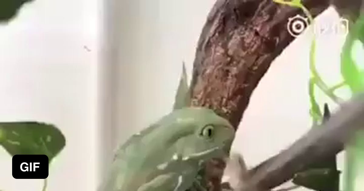 Frog pessimistic - 9GAG