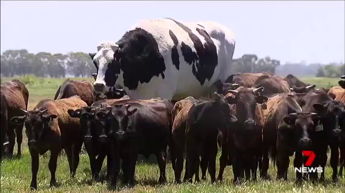 This giant ass cow. - 9GAG