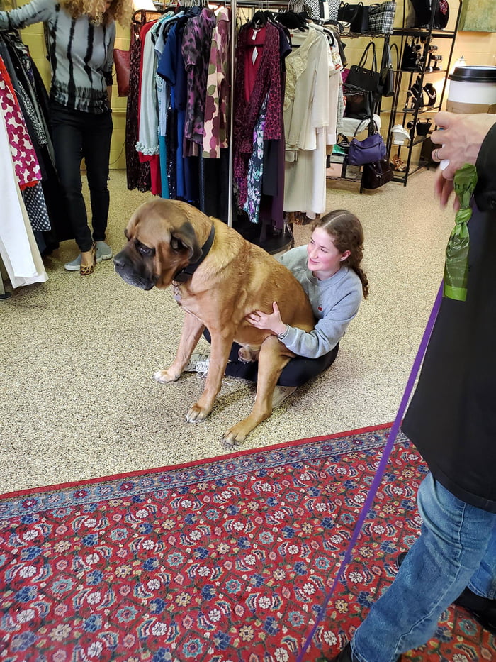 Just a tiny lap dog - 9GAG