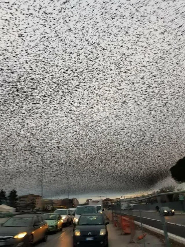 A murmuration of starlings over Rome - 9GAG