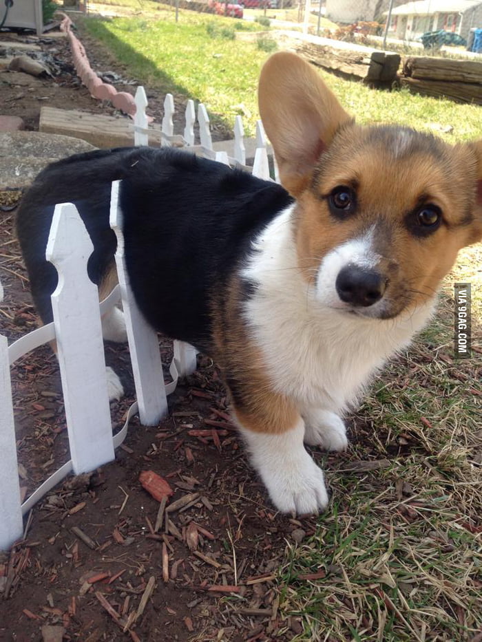 He got stuck! - 9GAG