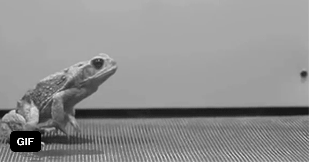 A toad jumping in slow motion - 9GAG