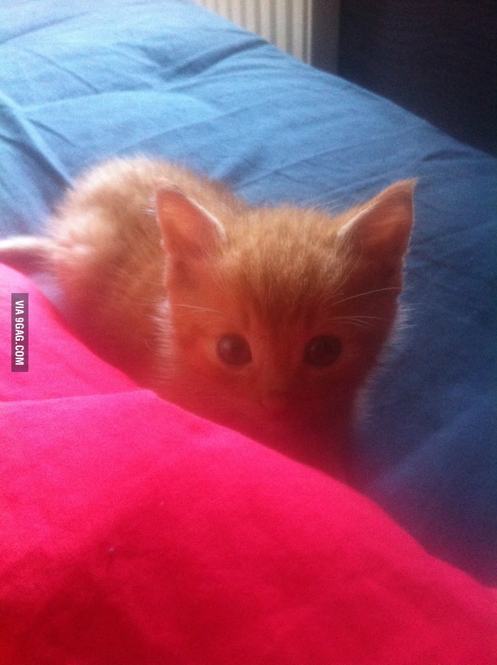 This is my new cat, does 9gag think its cute? - 9GAG