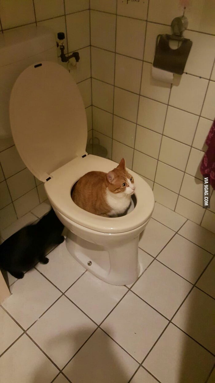 Just a cat poopin. Nothing more. You may scroll now - 9GAG