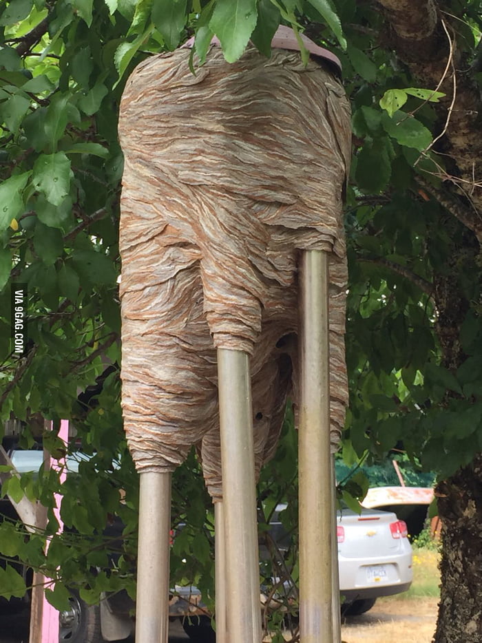 Crazy wasp nest in my wind chimes - 9GAG