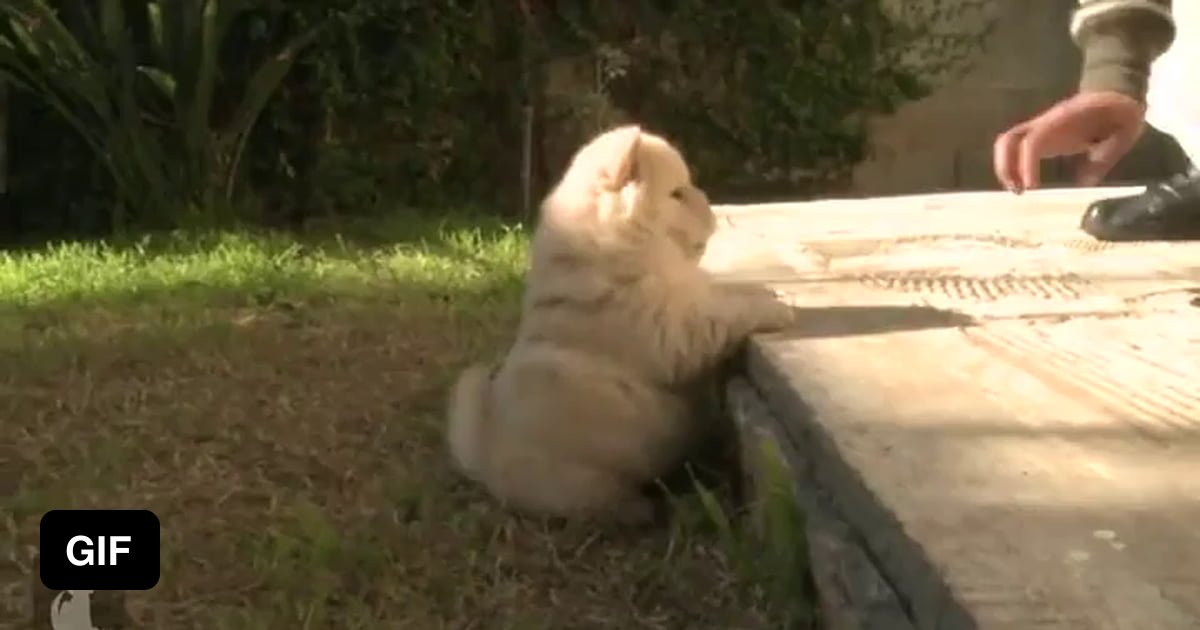 Cute little wigglefloof tries to climb a step - 9GAG