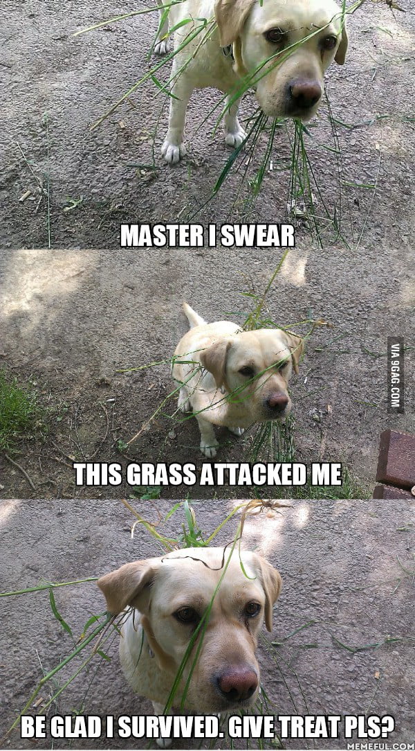 The moment you let them off the leash... - 9GAG