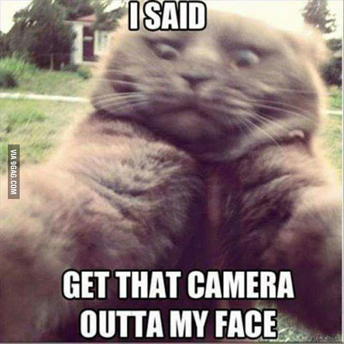 Drama cat - 9GAG