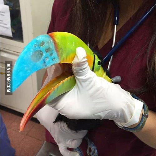 A toucan with a 3D printed prosthetic beak - 9GAG