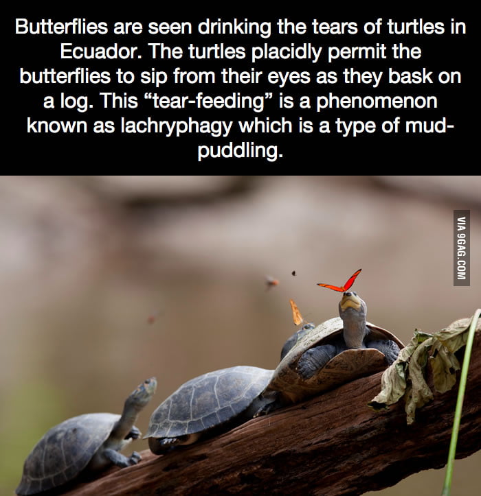 The turtles cry because they cannot fly. - 9GAG