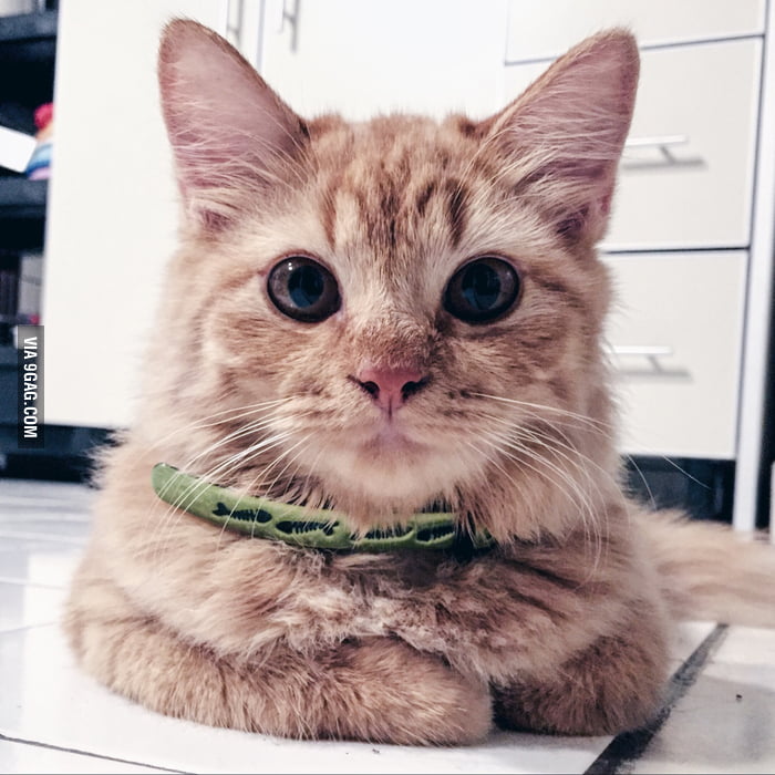 He heard 9gag loves cats. Asked me to snap his picture. - 9GAG