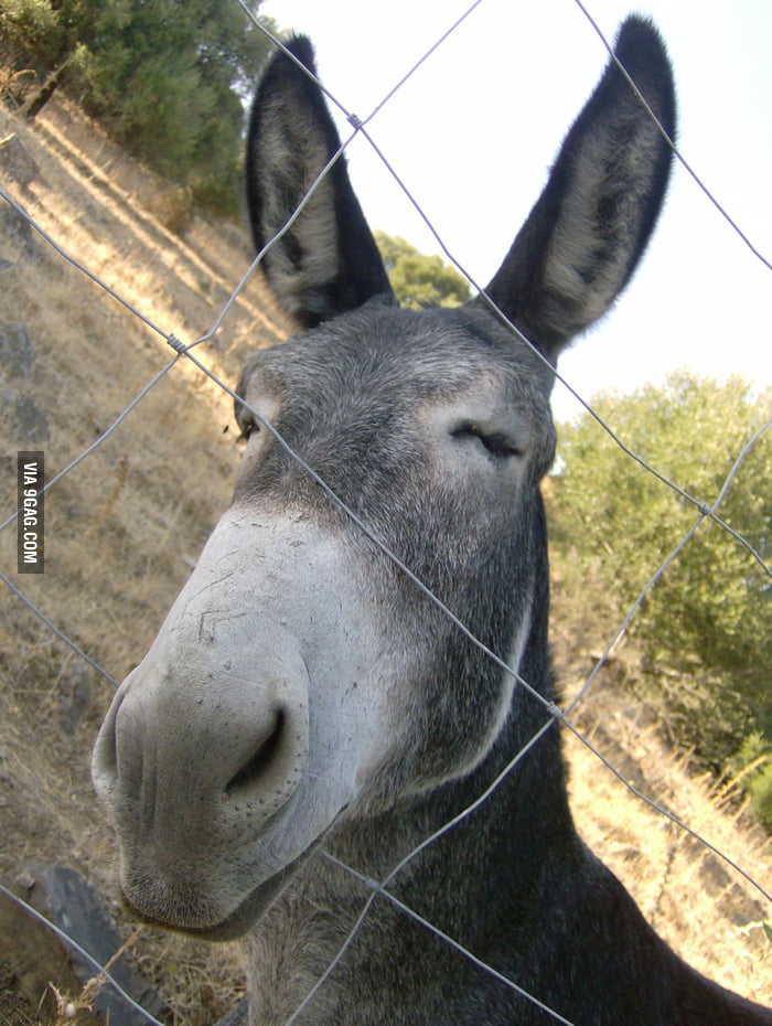 He's the perfect donkey. - 9GAG
