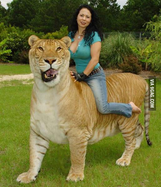 What I would ride in battle and there is also a nice liger - 9GAG