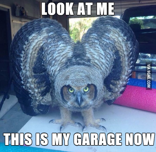 Badass huge owl - 9GAG