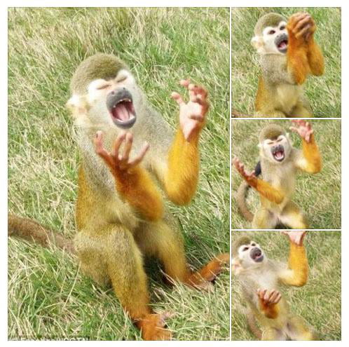 Naughty monkey gives dramatic expressions while begging for food - 9GAG