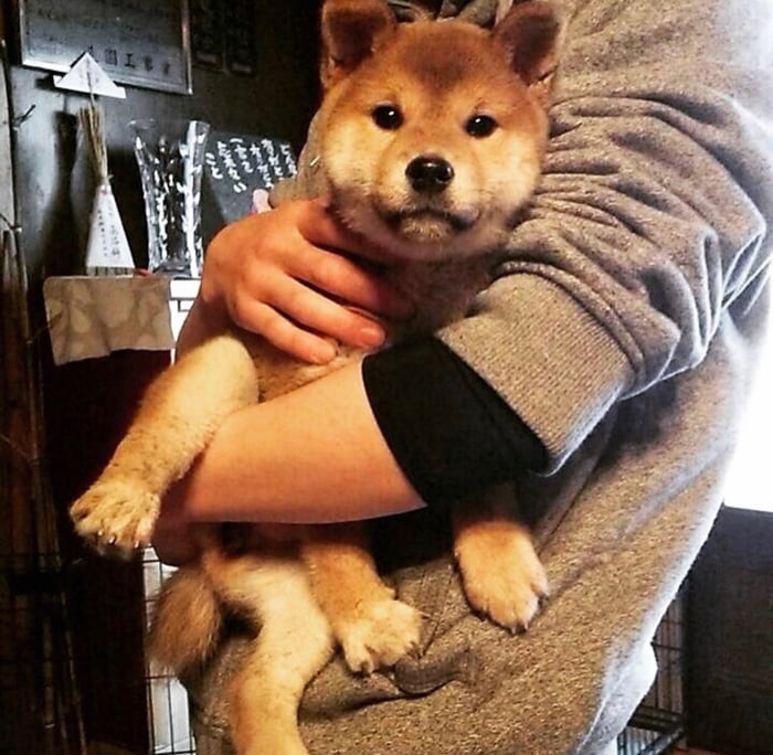 My first doge! What should I name him? - 9GAG