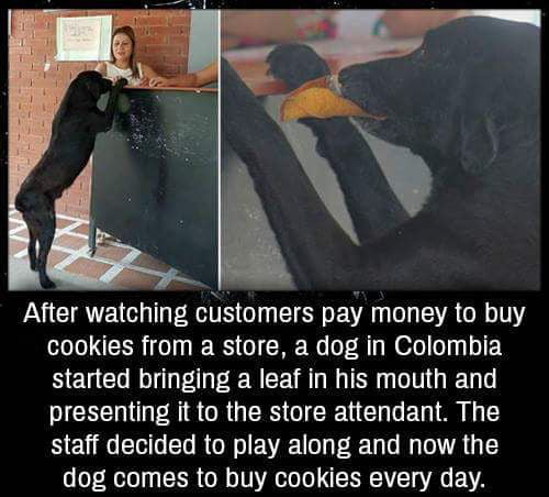 He is a smart boi - 9GAG