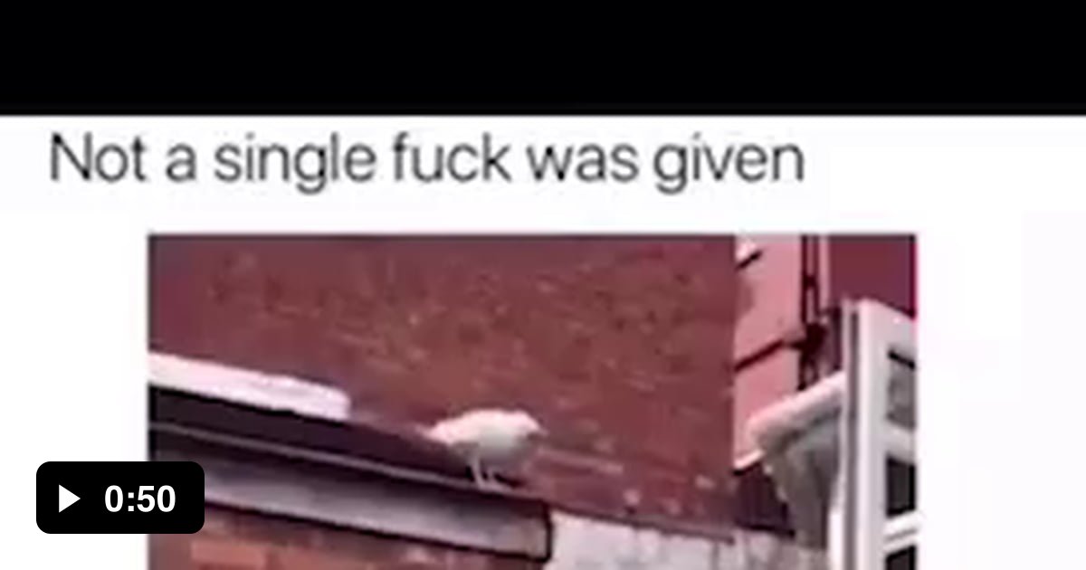 Bad Seagull - 9GAG
