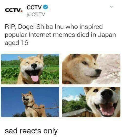 Rip doge :(( - 9GAG