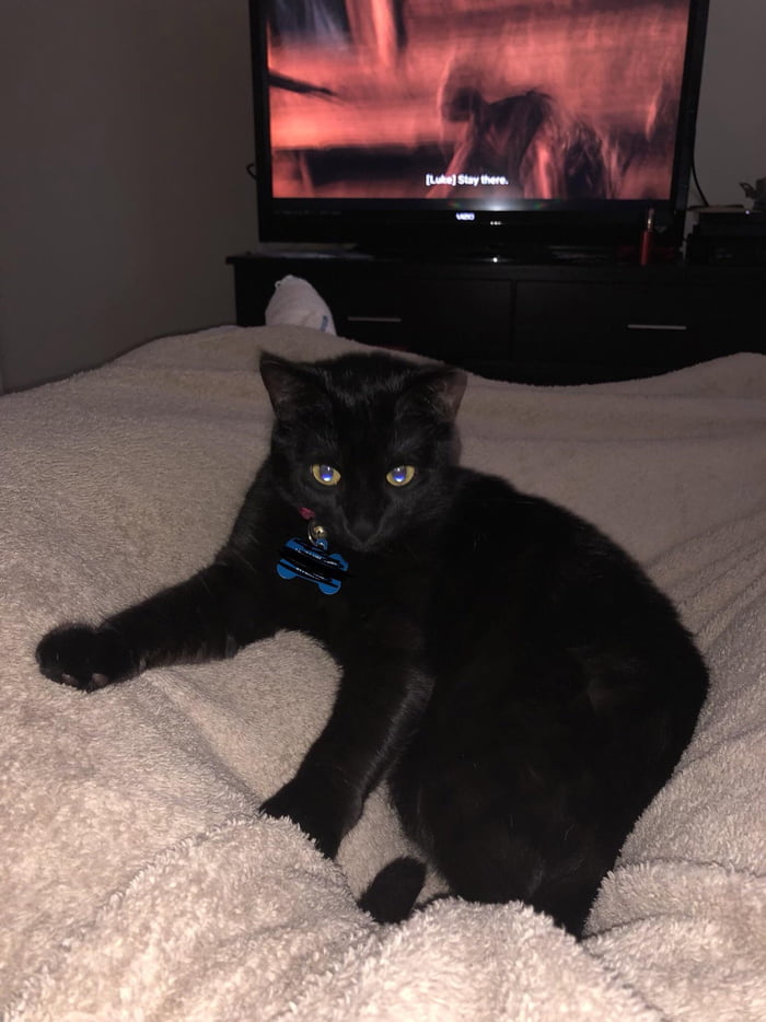 Camera flash giving my cat anime eyes - 9GAG